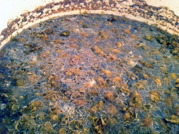 Serious mold/bacteria infection - Home Brew Forum